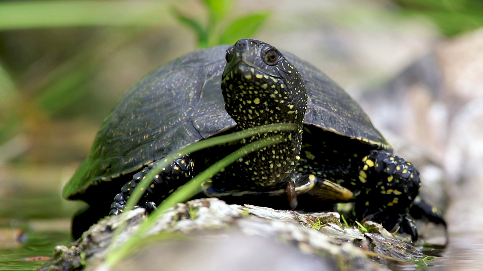 The European pond turtle. A unique relic of Polish nature ...